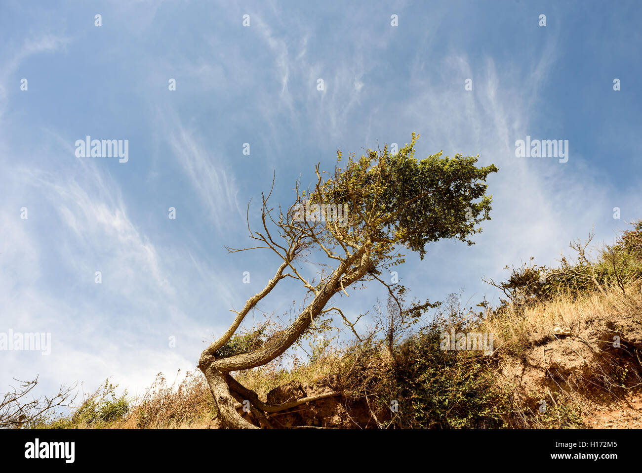 Single windblown tree on a cliff front showing obvious signs of ...