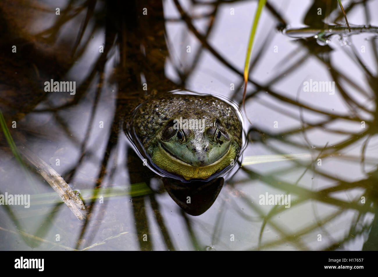 Canada frog hi-res stock photography and images - Alamy