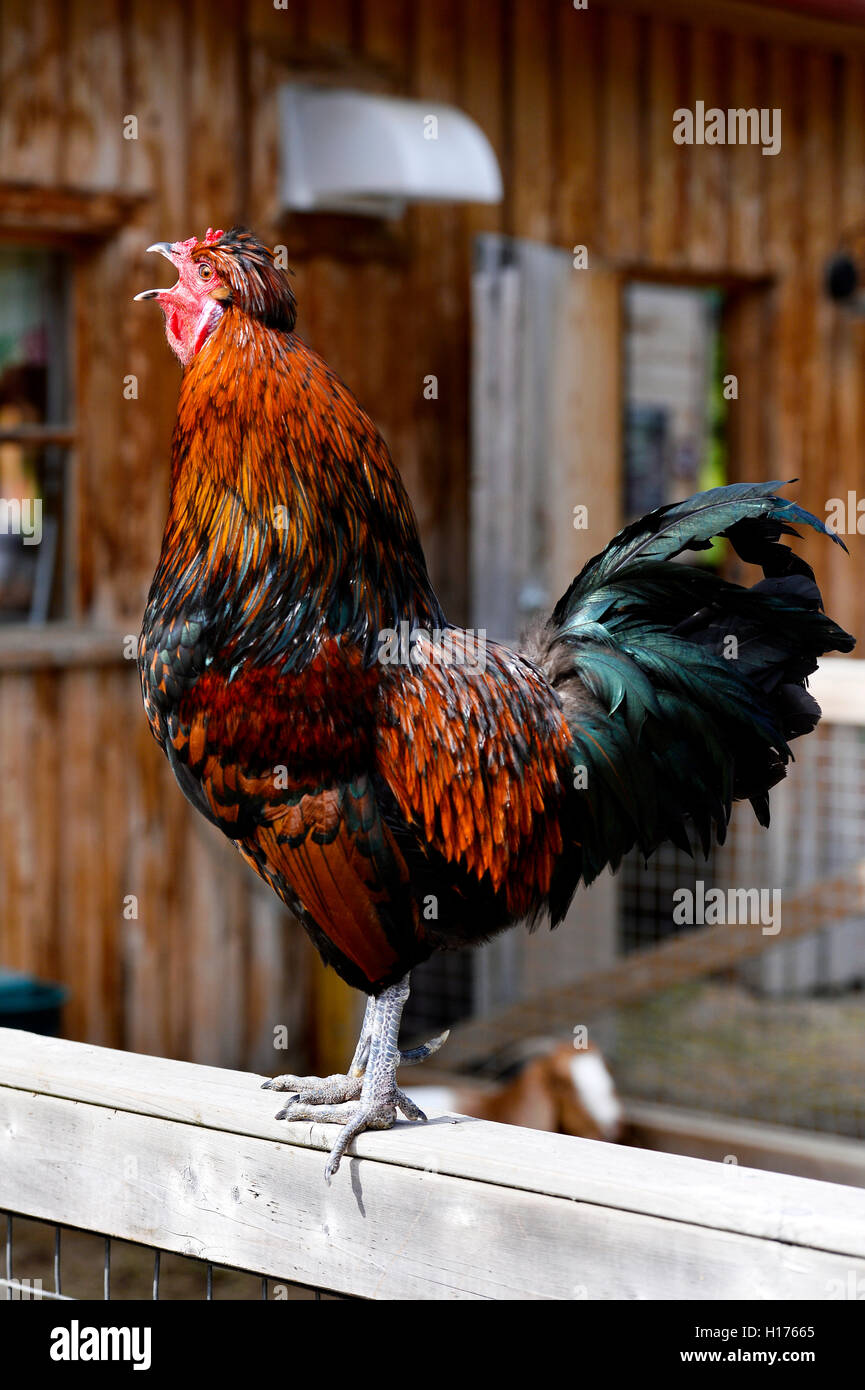 singing cock in saint felicien zoo, canada Stock Photo - Alamy