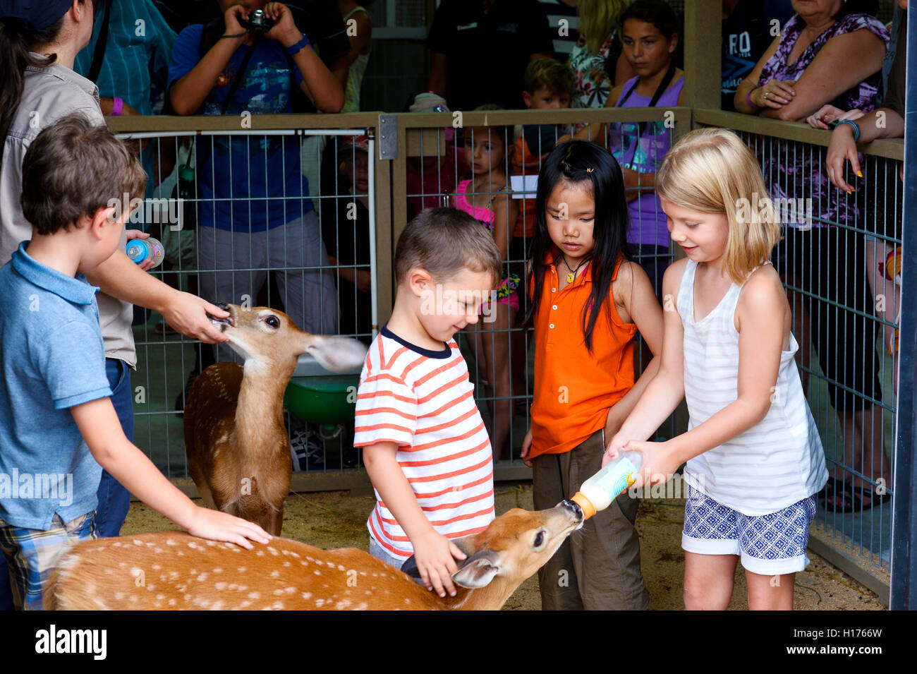 Chirldren feeding animal hi-res stock photography and images - Alamy