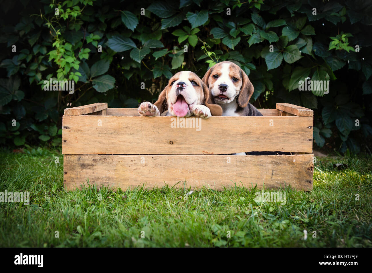 two beagle puppies outdoor Stock Photo - Alamy