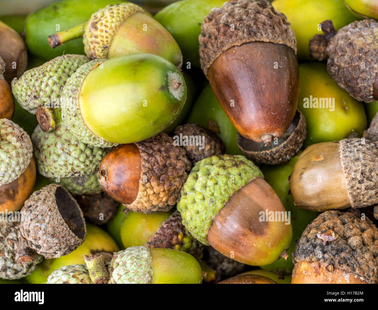Acorns hi-res stock photography and images - Alamy