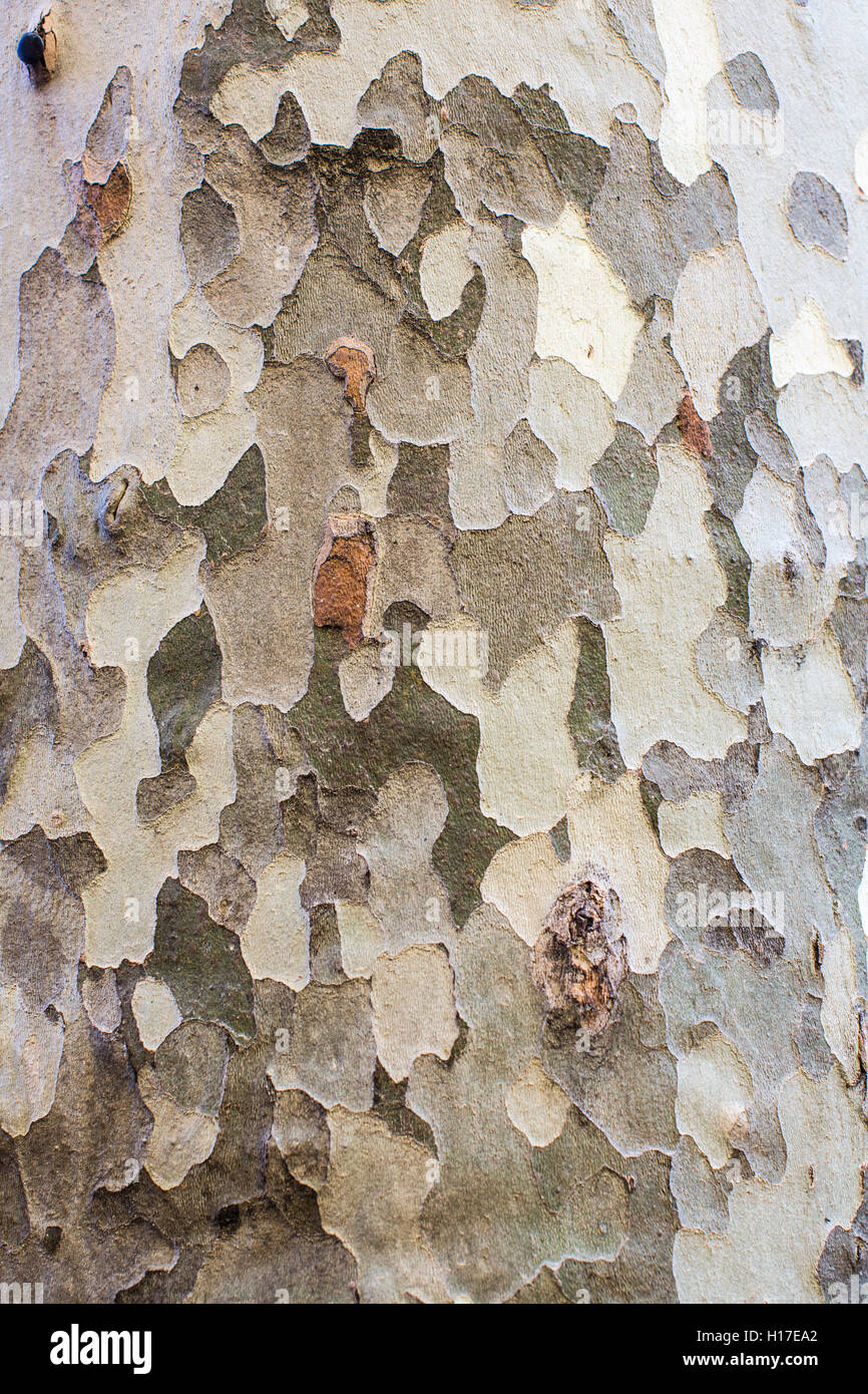 Mottled tree bark hi-res stock photography and images - Alamy