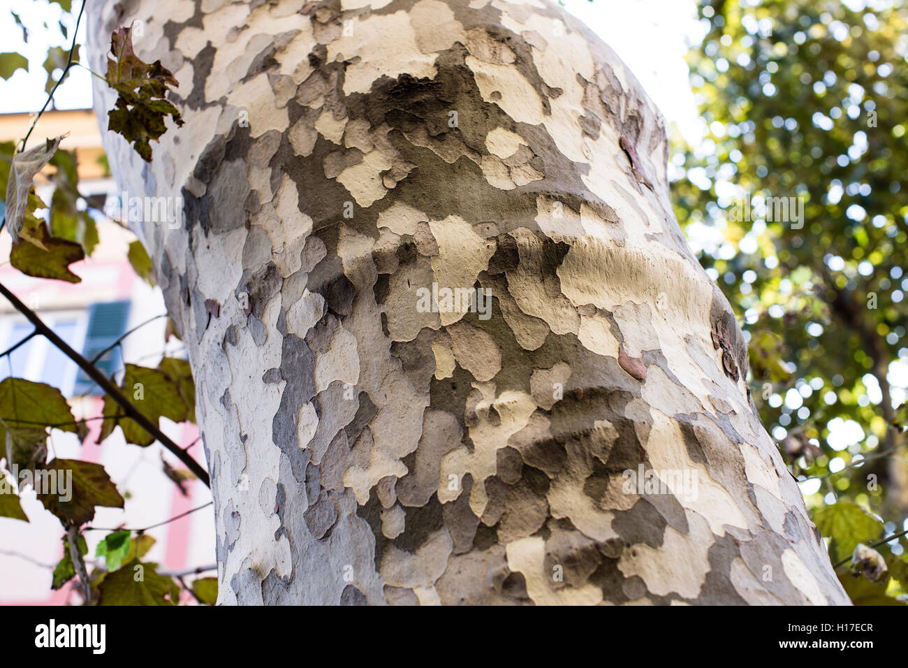 Mottled and textured bark of a large tree Stock Photo - Alamy