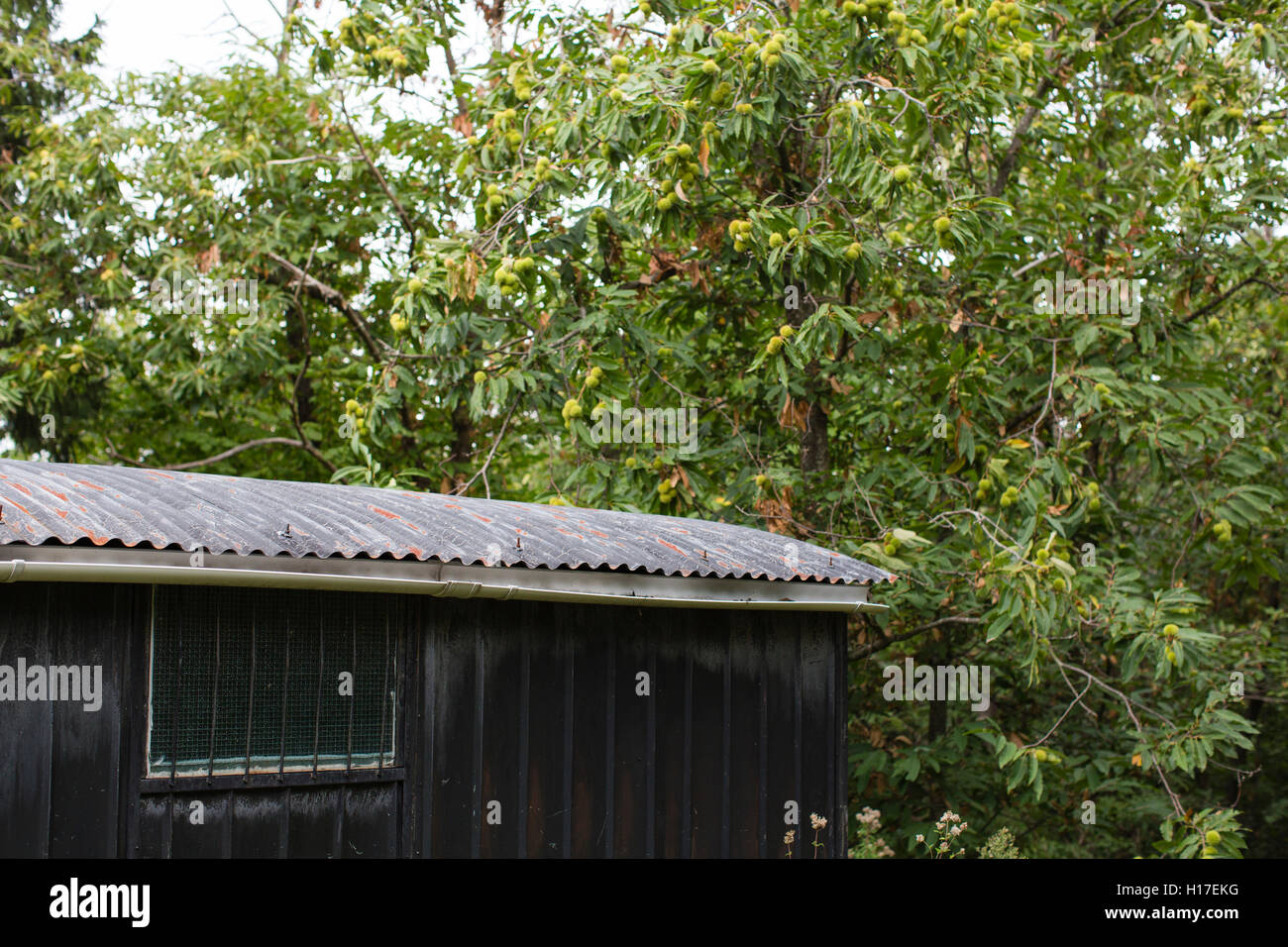 Tin forest hi-res stock photography and images - Alamy