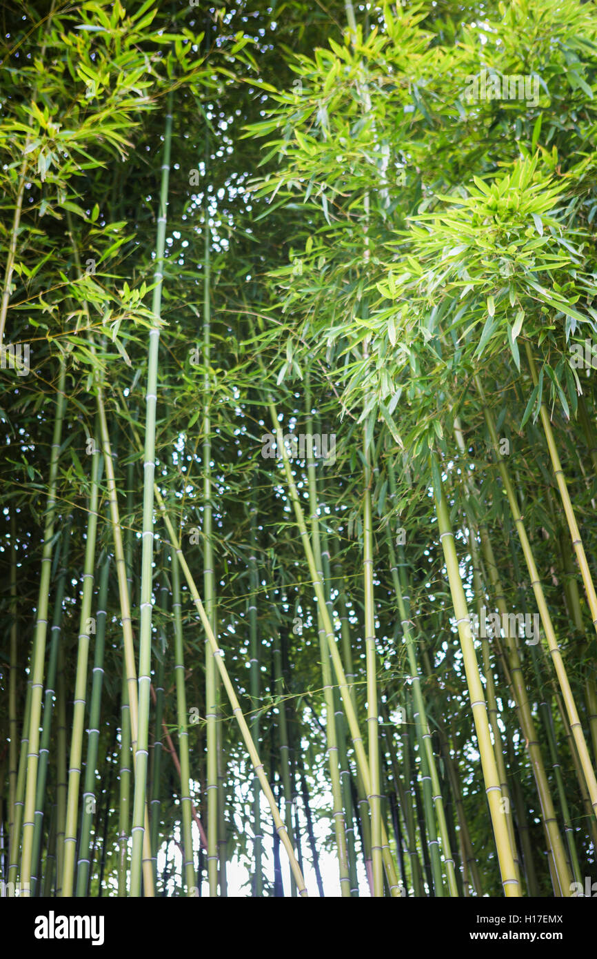 Tall straight bamboo canes Stock Photo - Alamy
