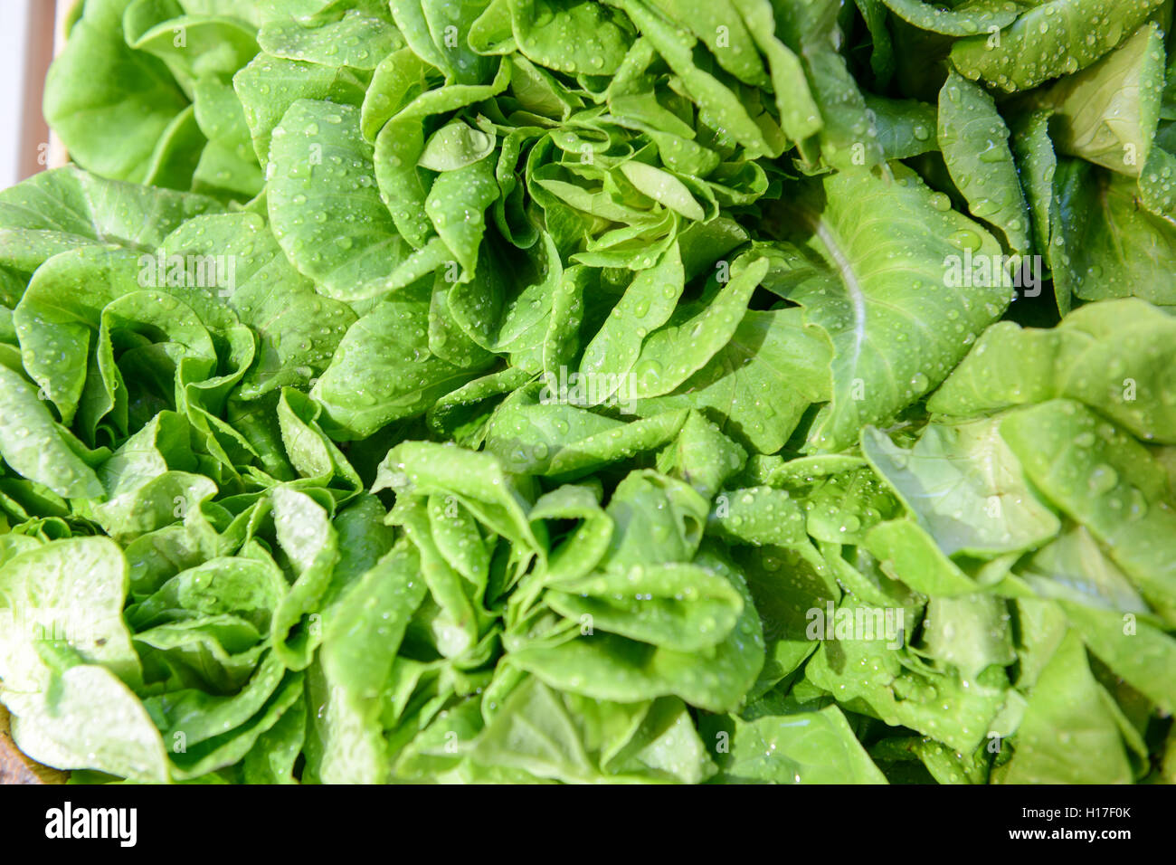 Green salad background texture vegetable Stock Photo - Alamy