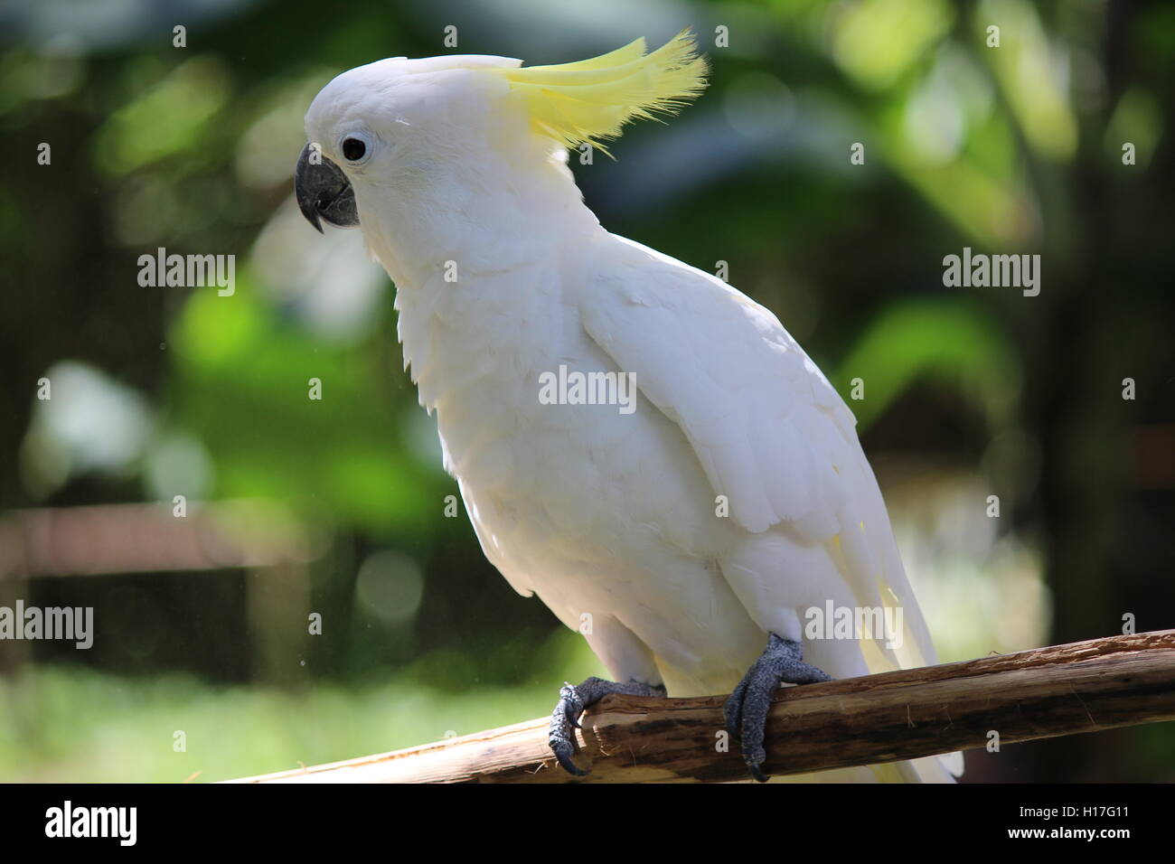 A beautiful White cockatoo sitting on a tree Stock Photo - Alamy