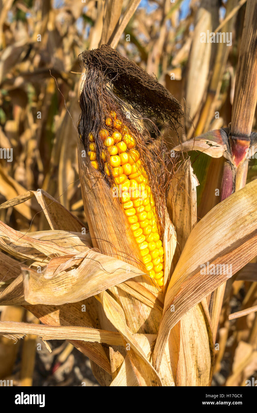 Detail of head of ripe Sweet Corn - France Stock Photo - Alamy