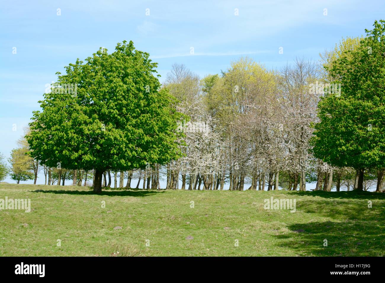 Tatton park knutsford hi-res stock photography and images - Alamy