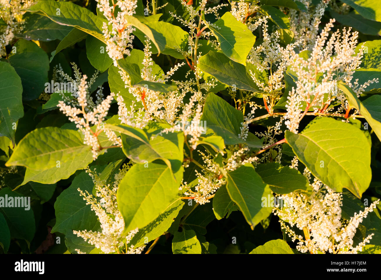 Polygonum Sp High Resolution Stock Photography and Images - Alamy