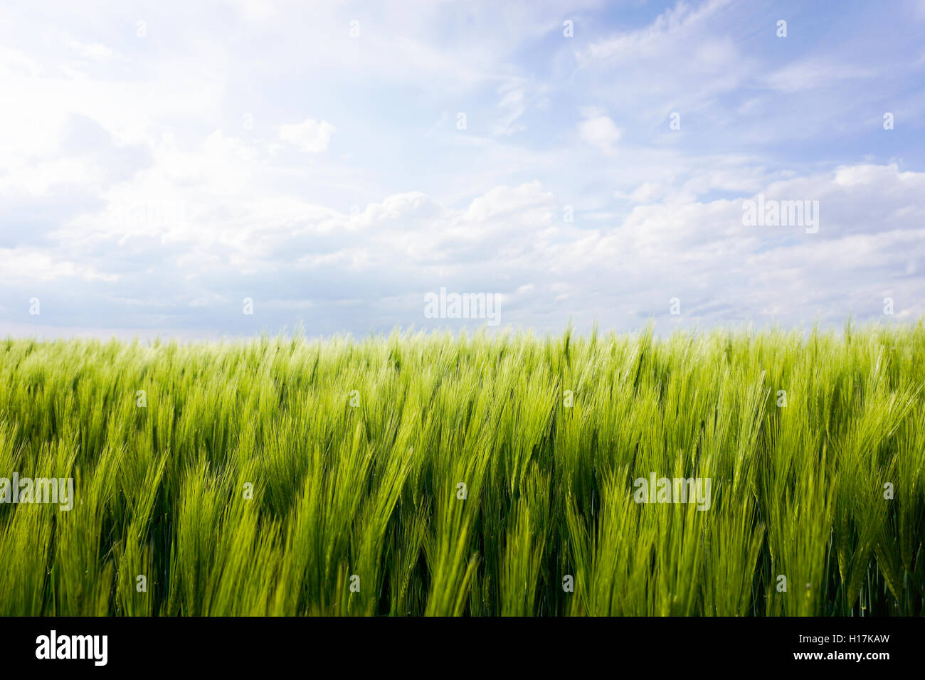 Spring barley grain fields hi-res stock photography and images - Alamy