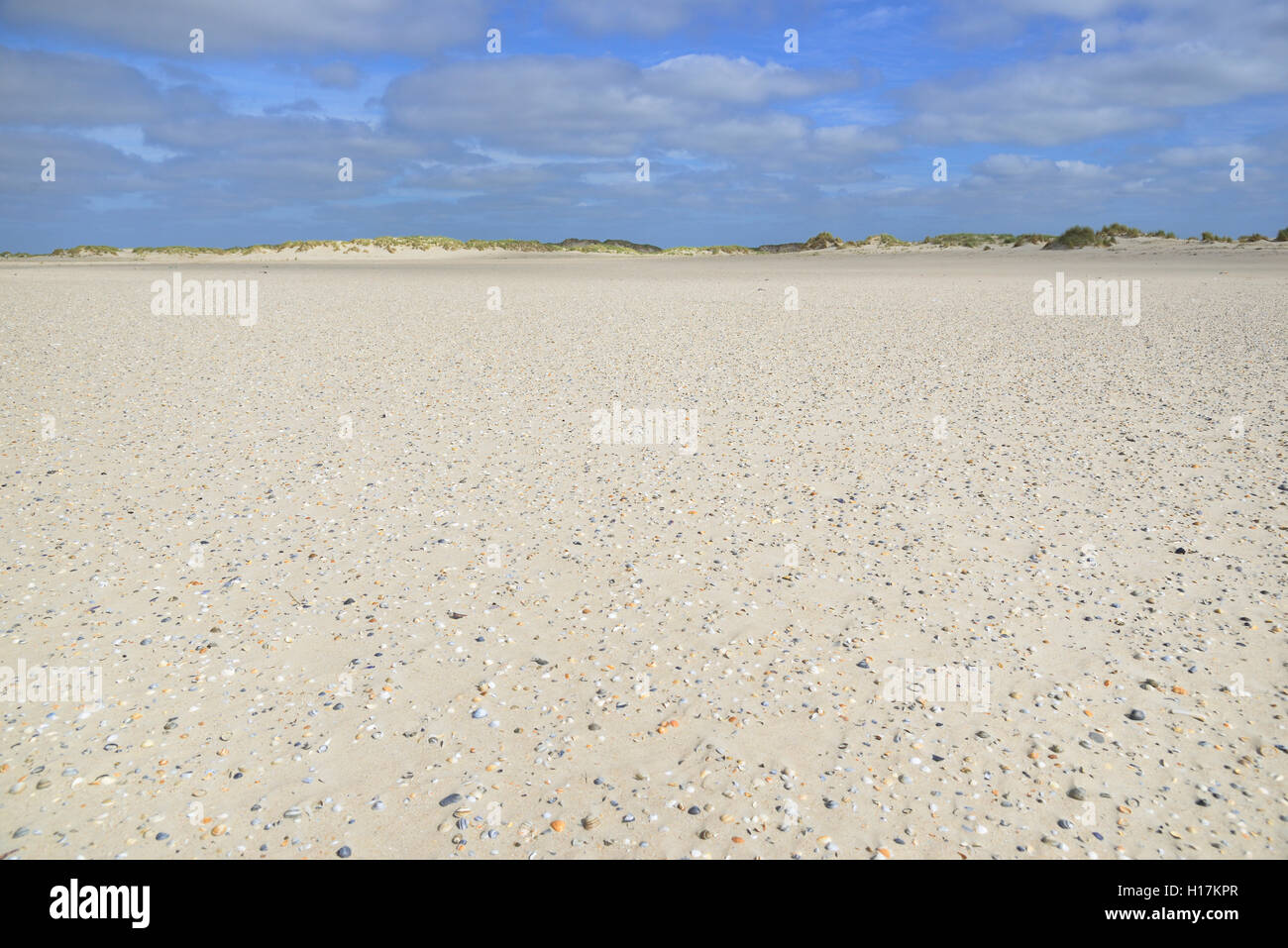 Shells on the far north beach, Norderney, East Frisian Islands, Lower ...