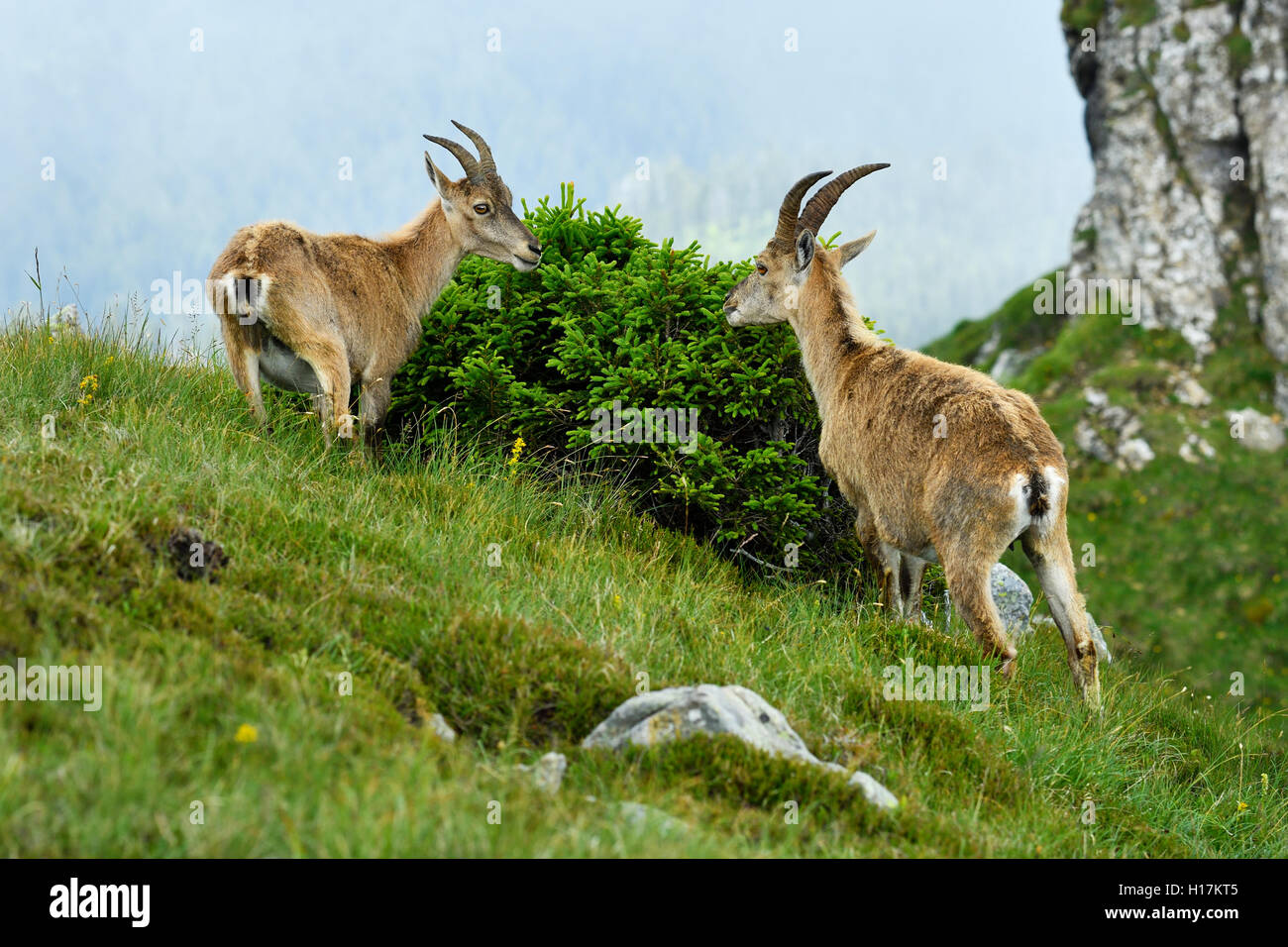 Ibex habitat hi-res stock photography and images - Alamy