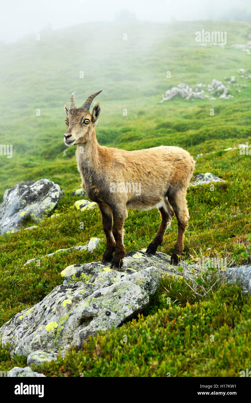 Ibex habitat hi-res stock photography and images - Alamy