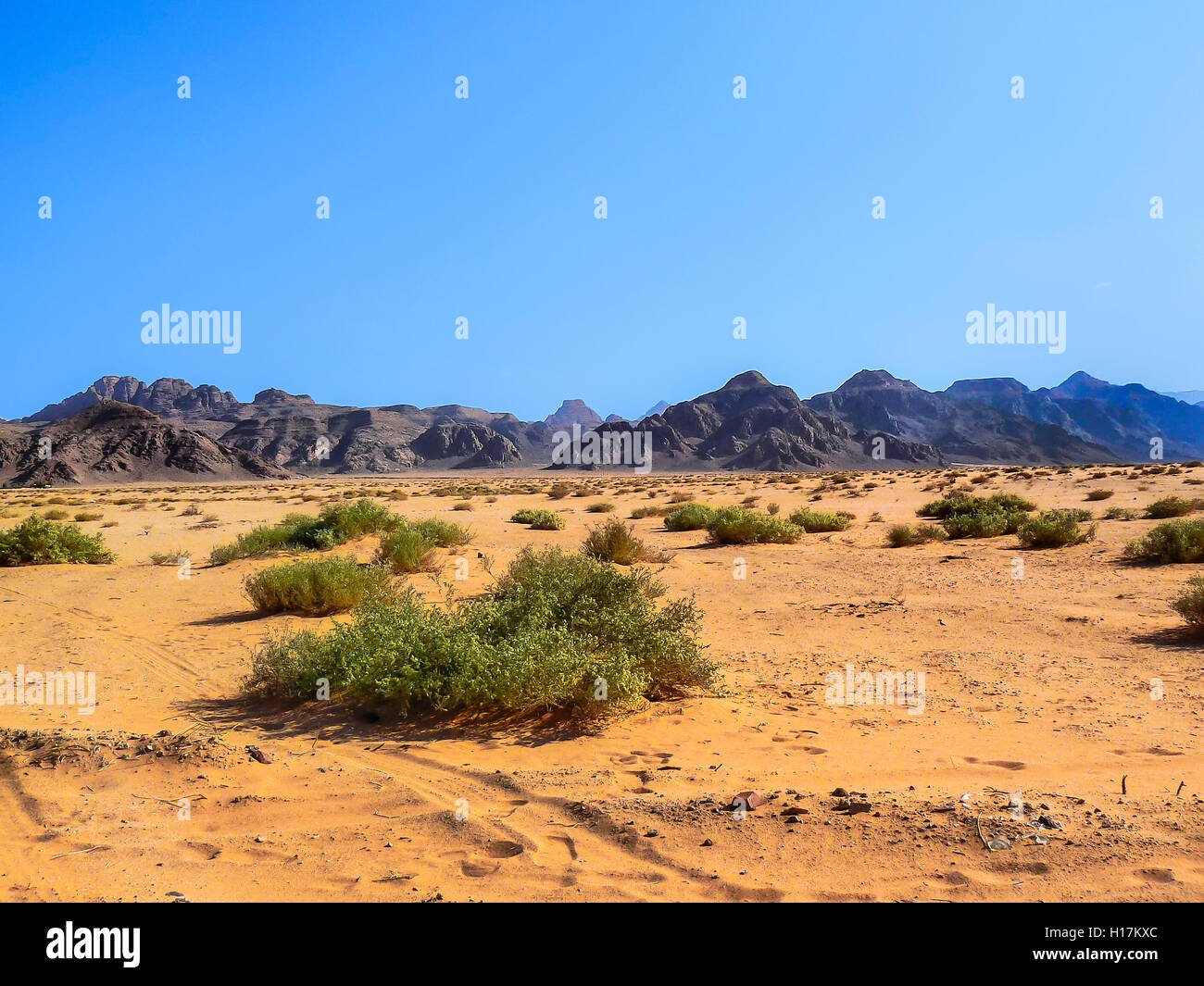 Bushes in desert hi-res stock photography and images - Alamy