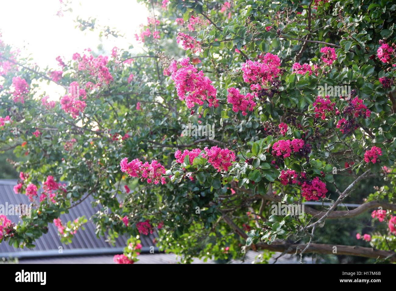 A crape myrtle plant with vibrant colorful flowers blossoming on the ...