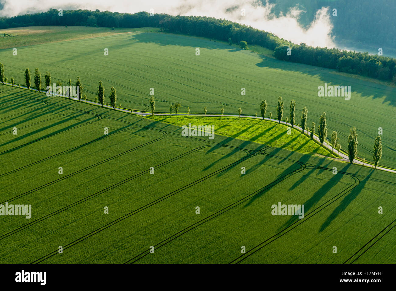 A row of Poplar trees (Populus) is creating long shadows on a green ...