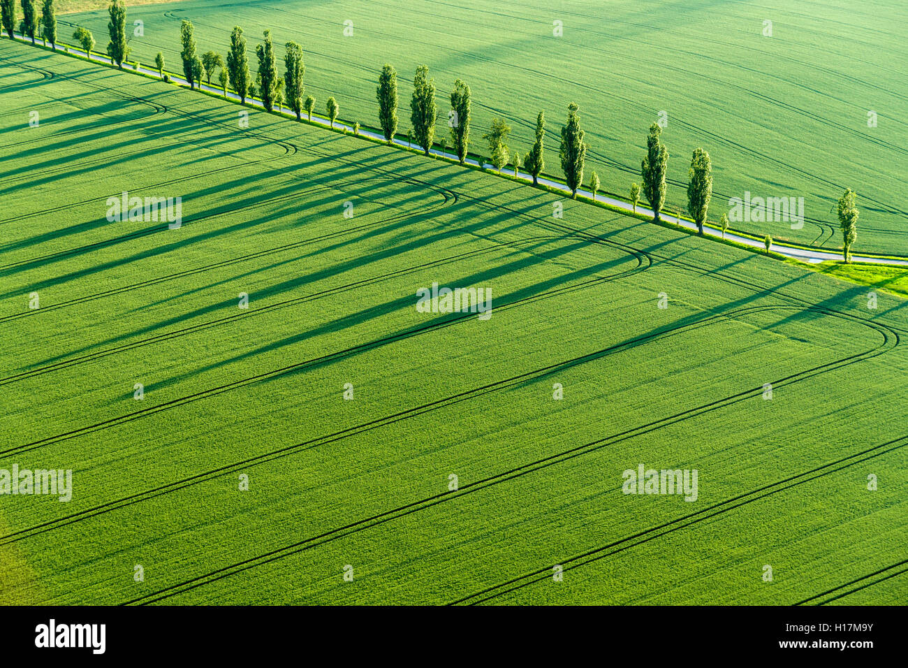 A row of Poplar trees (Populus) is creating long shadows on a green ...