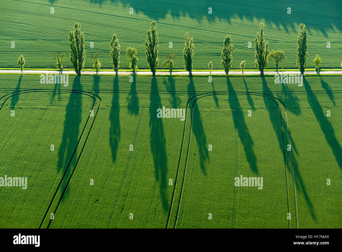 A row of Poplar trees (Populus) is creating long shadows on a green ...
