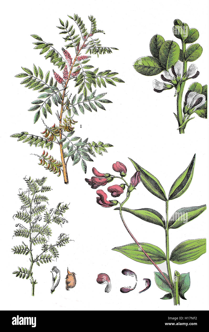 Anil-Indigo, Indigofera anil (links oben), Ackerbohne, Saubohne ...