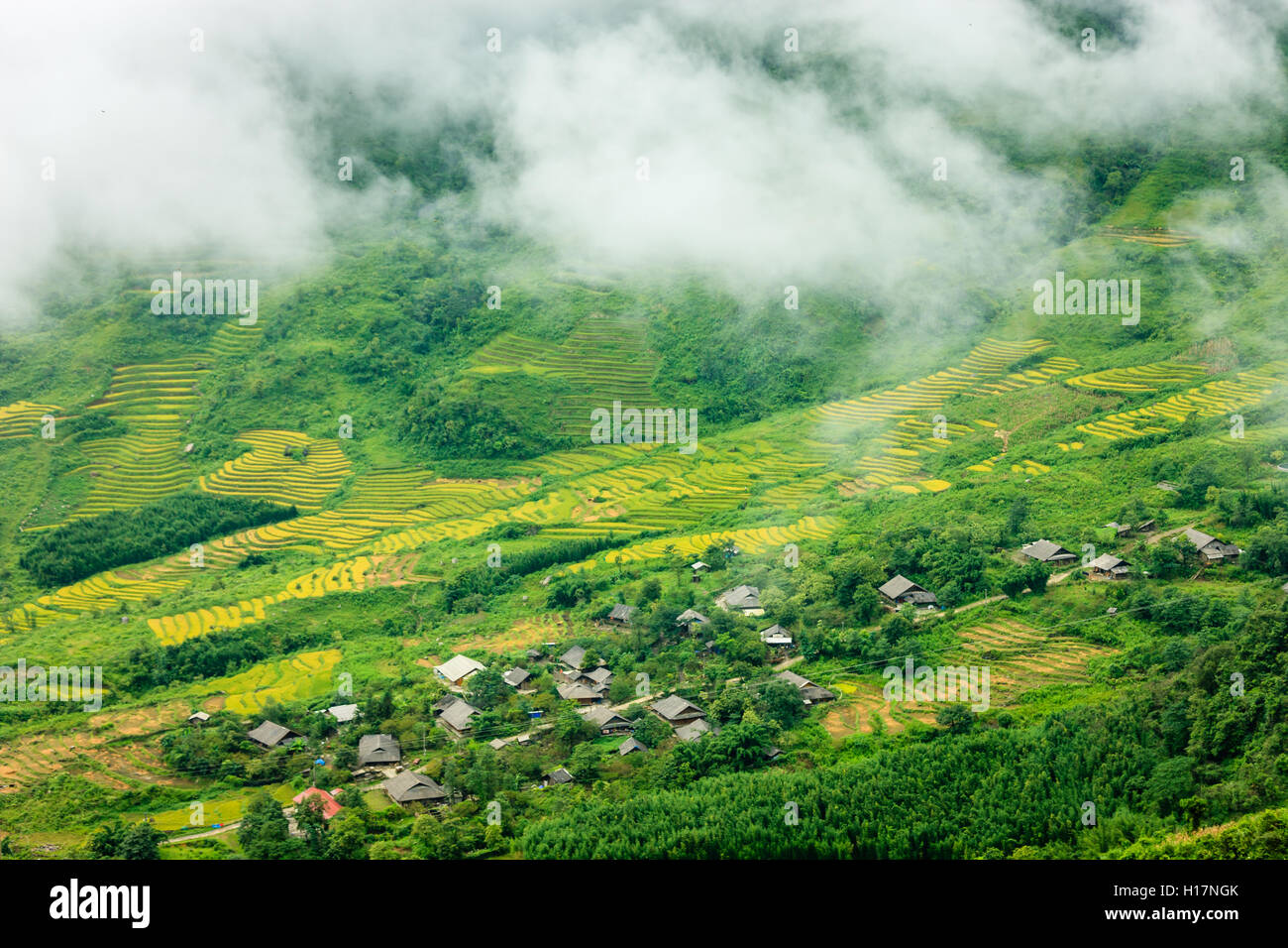 Rice fields at Vietnam Stock Photo - Alamy