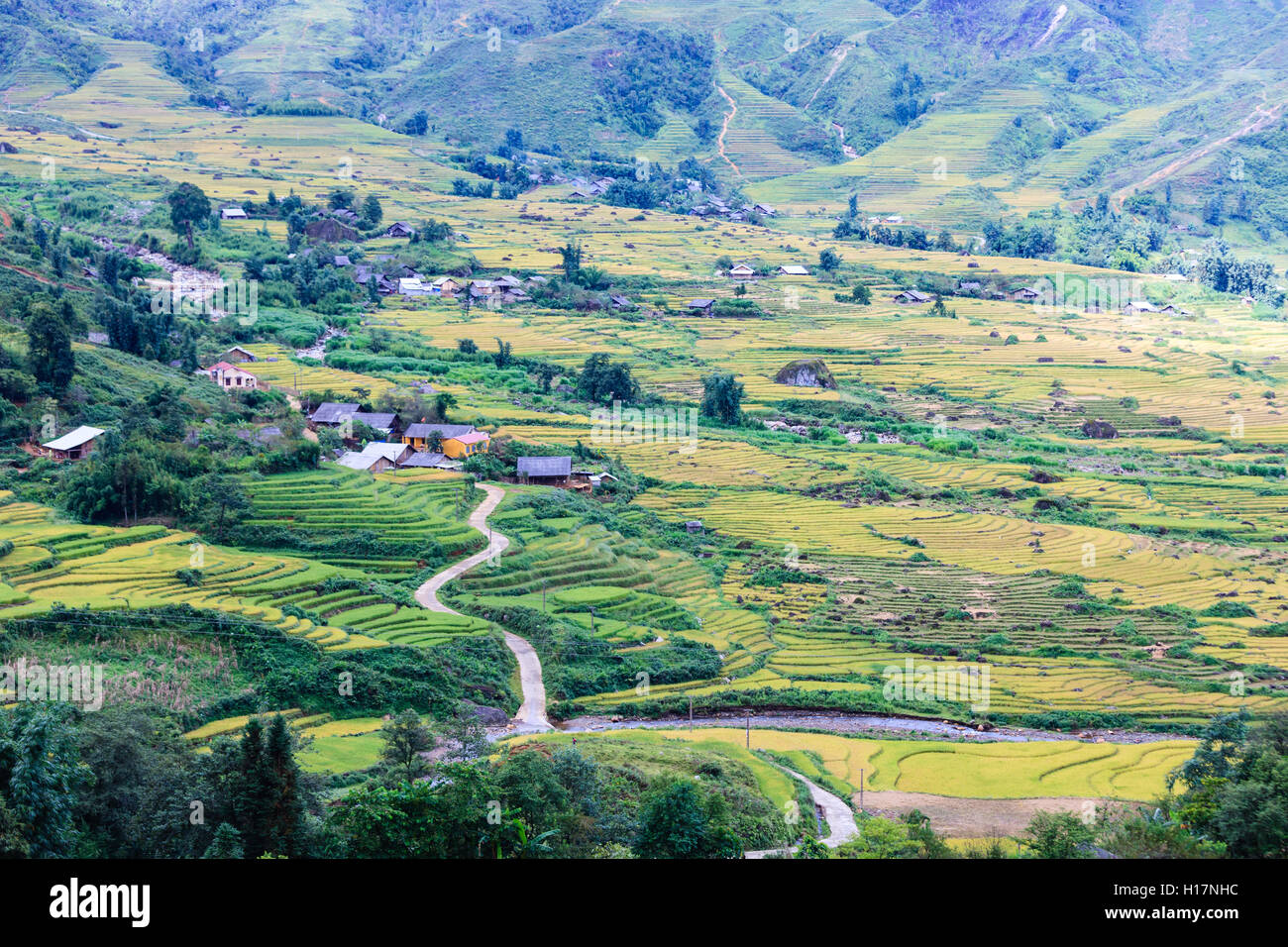 Rice fields at Vietnam Stock Photo - Alamy