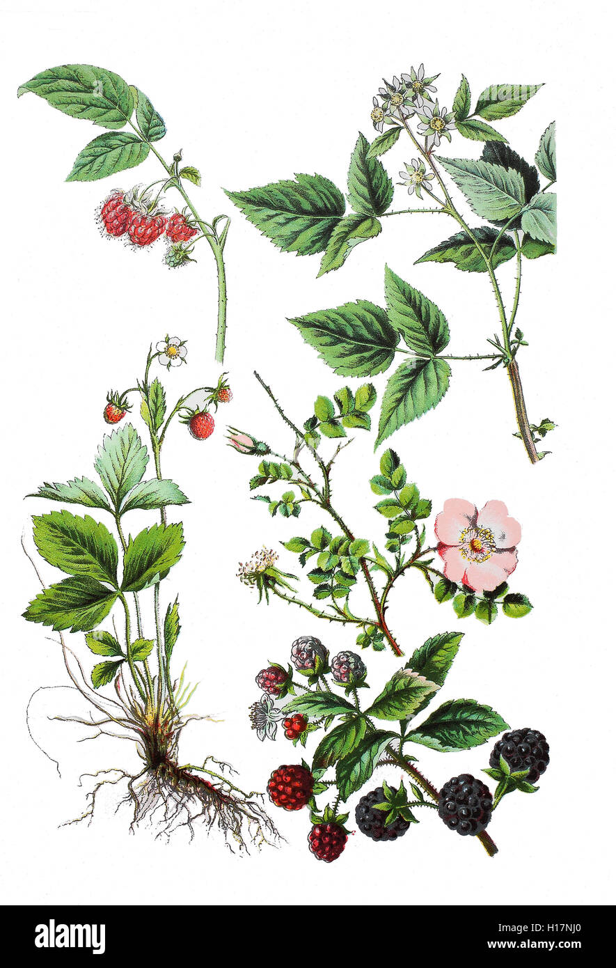 Rubus rubus sectio High Resolution Stock Photography and Images - Alamy