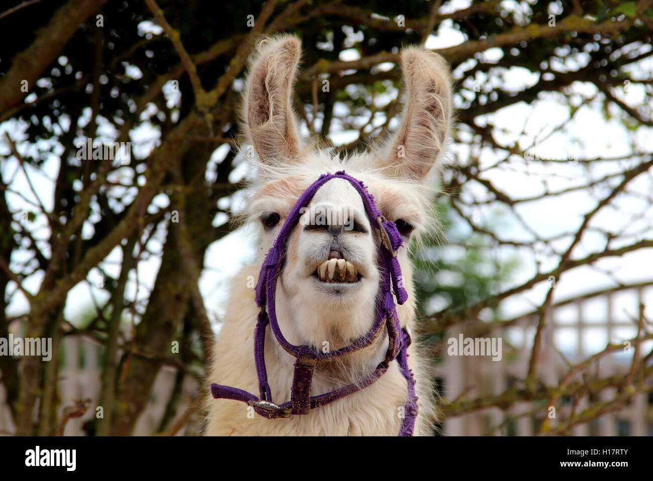 Alpaca shearing peru hi-res stock photography and images - Alamy