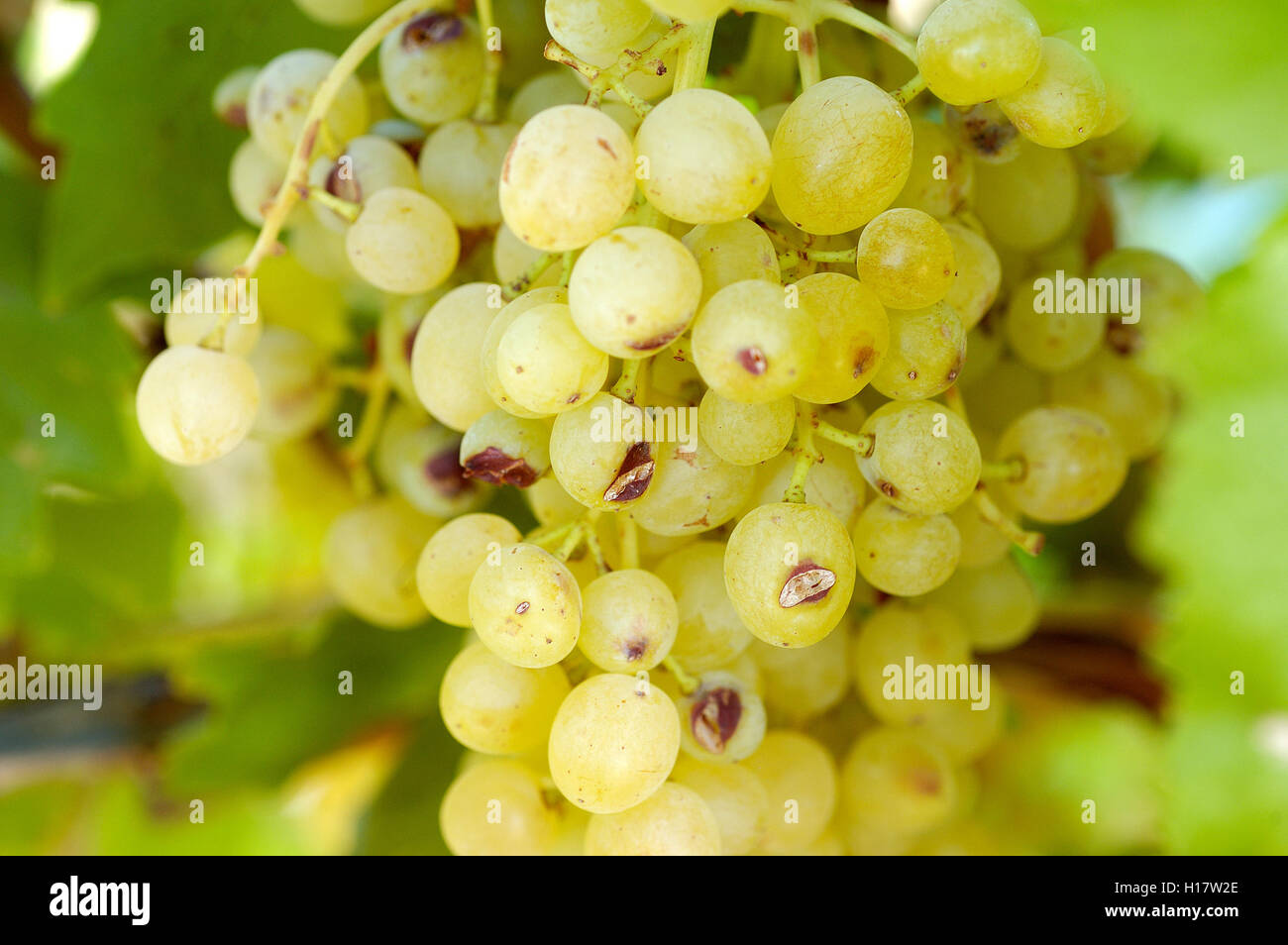 Grapes showing damage from hail storm two months previously Stock Photo ...