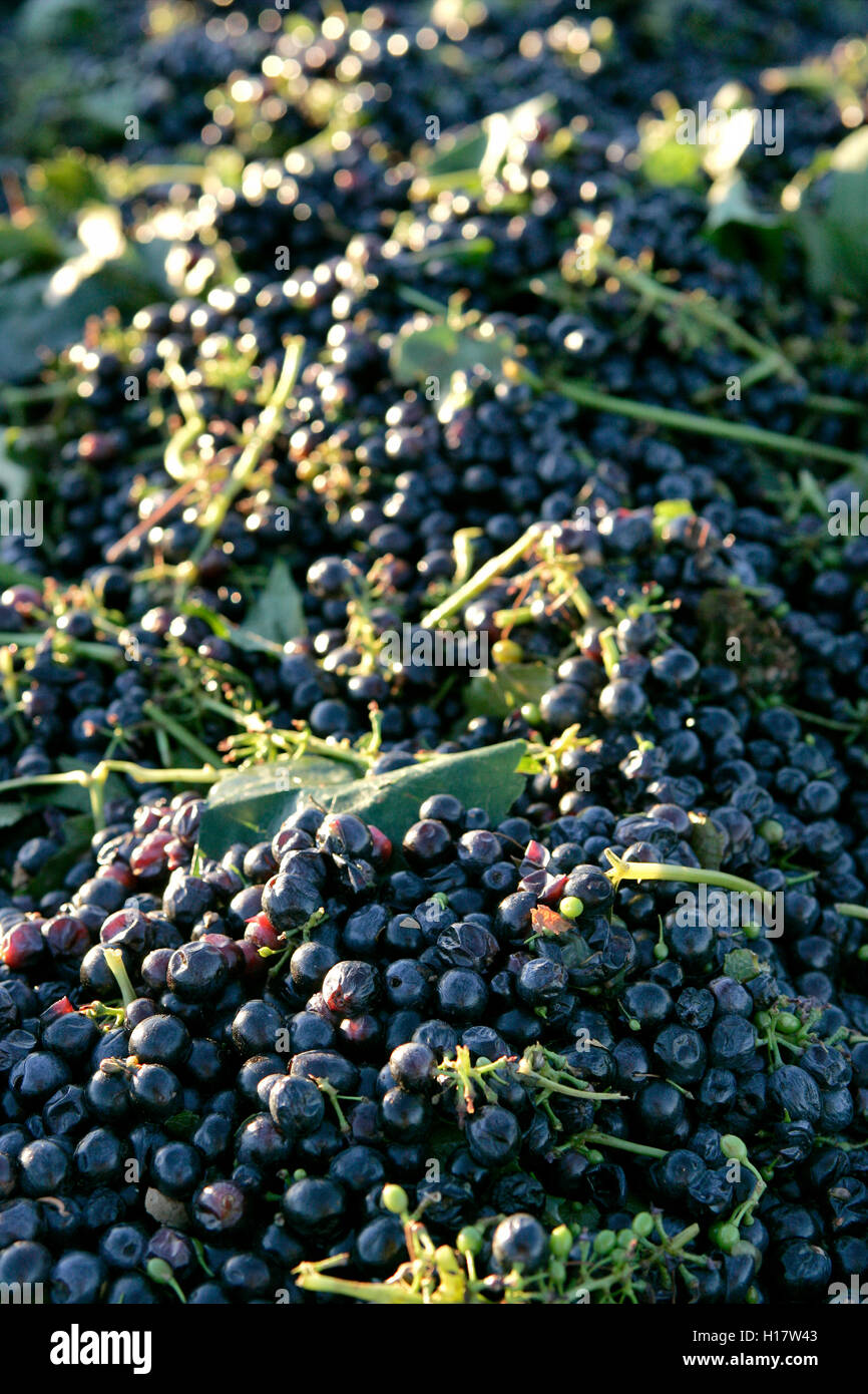 Victoria red grapes hi-res stock photography and images - Alamy