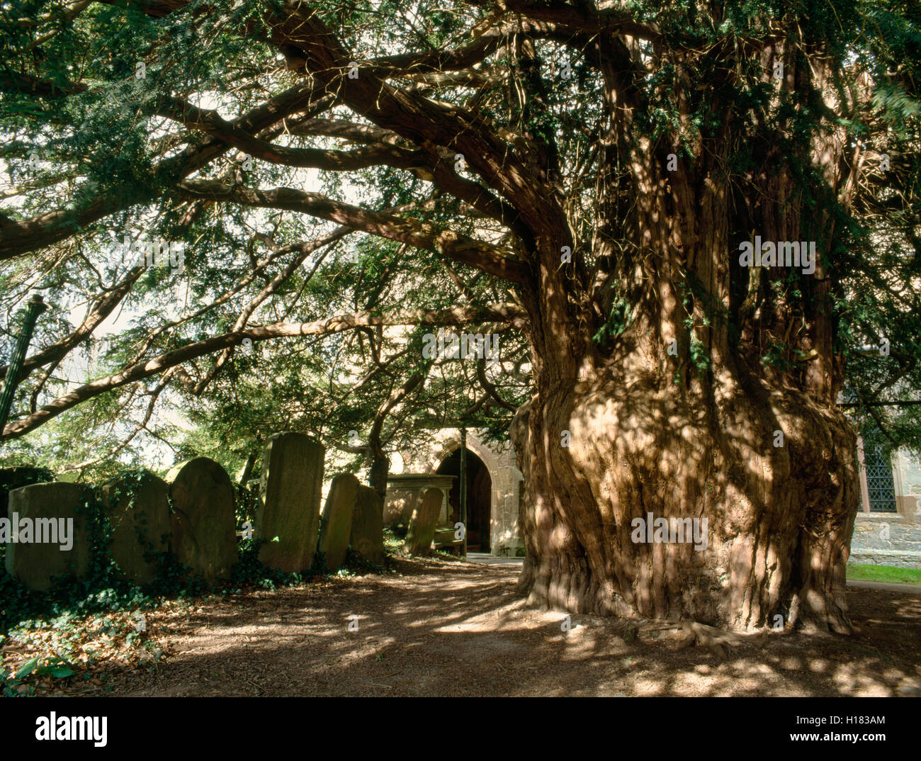 The ancient yew tree beside the south porch of St Bartholomew's church ...