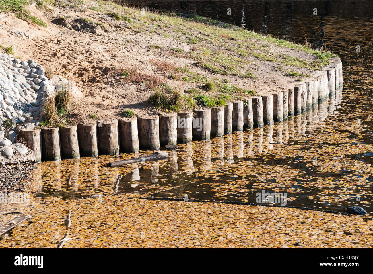 Lake or pond shore in autumn. The water is covered with a layer of ...