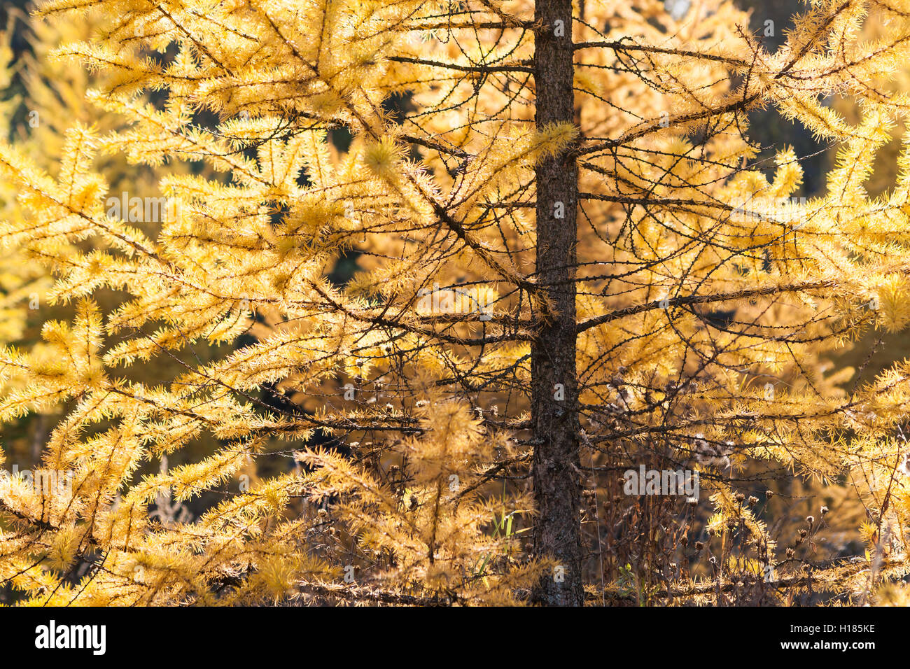 Sunlit young larch tree in an autumn forest as viewed against the sun ...