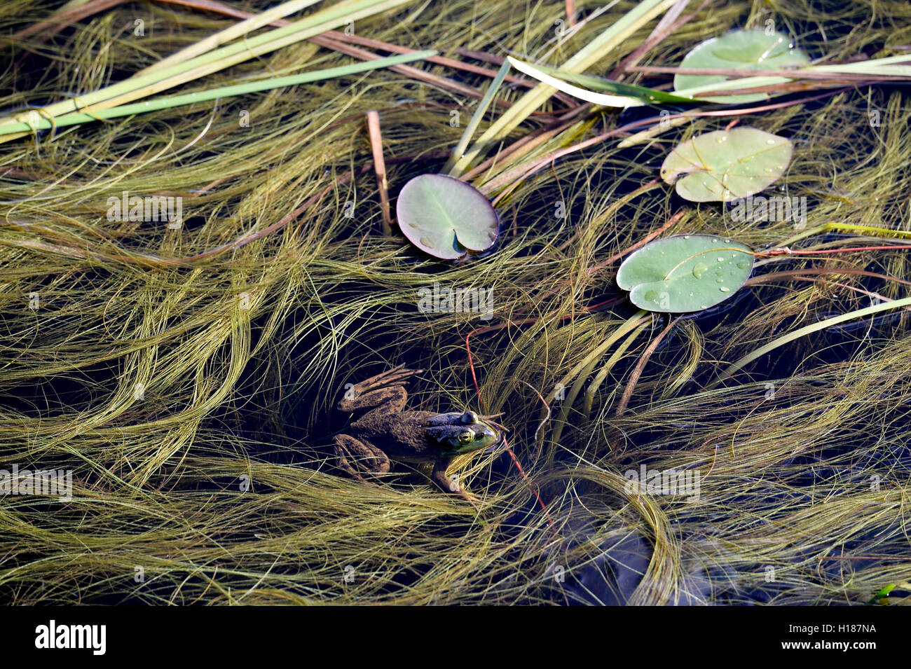 Frog in Edward lake in Mauricie, Quebec, Canada Stock Photo - Alamy