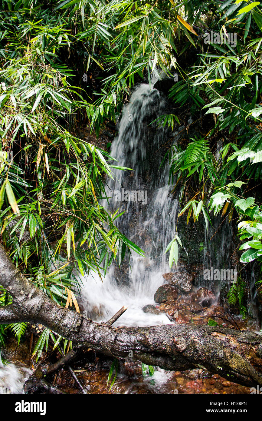 tiny water fall through the dense bamboo bushes while its drizzling ...