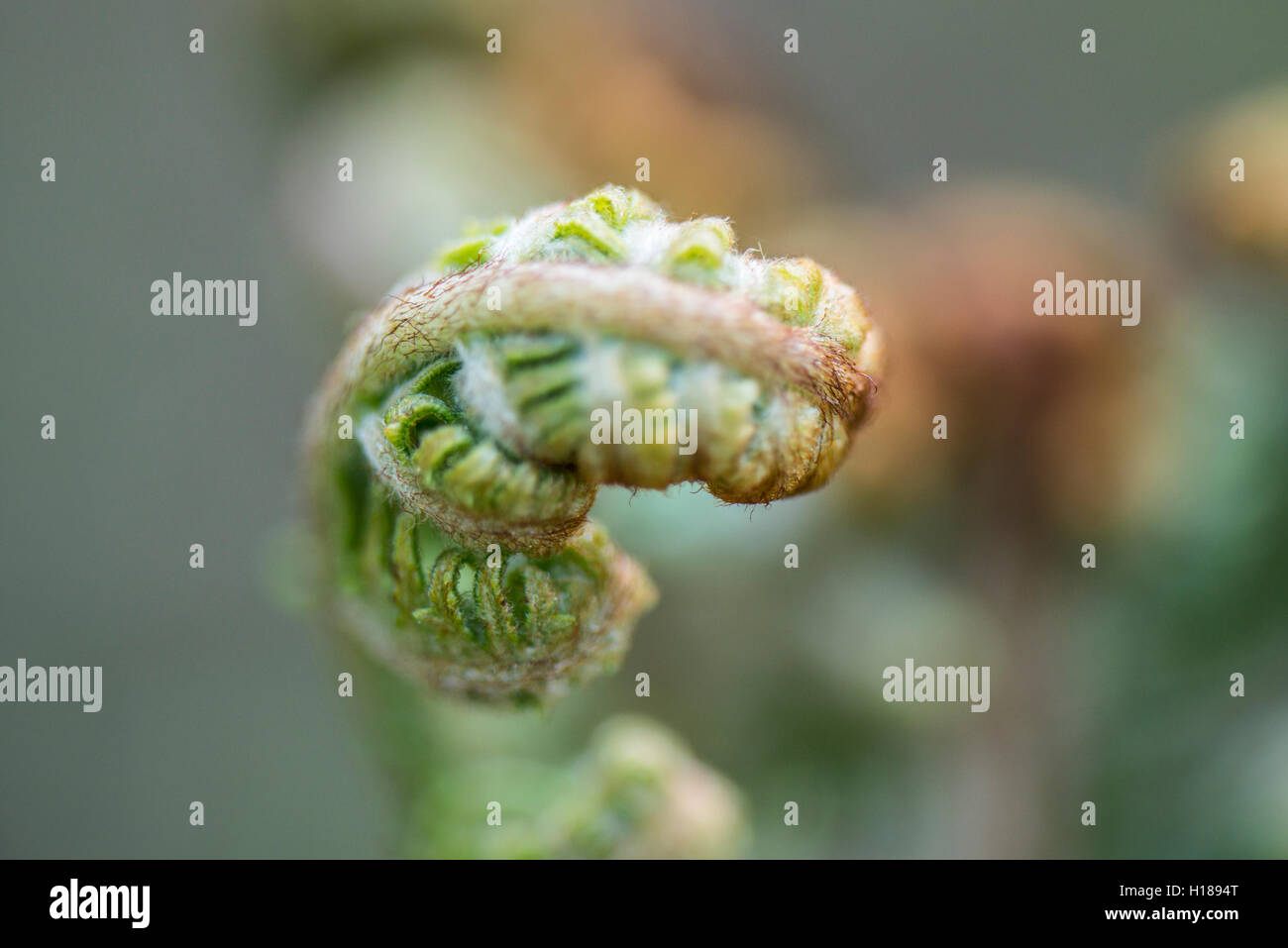 Budding Tree Fern High Resolution Stock Photography and Images - Alamy