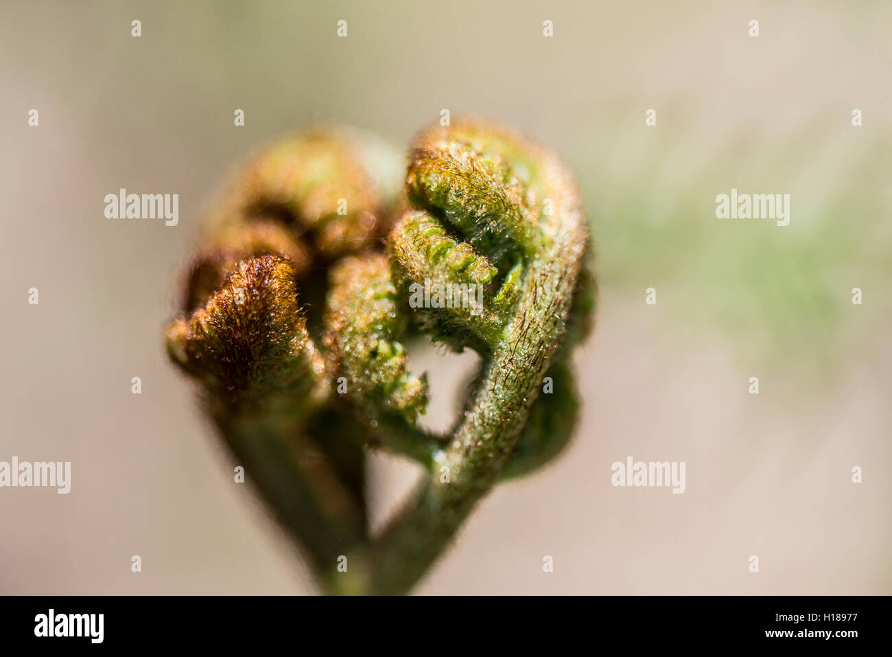 Budding Tree Fern High Resolution Stock Photography and Images - Alamy