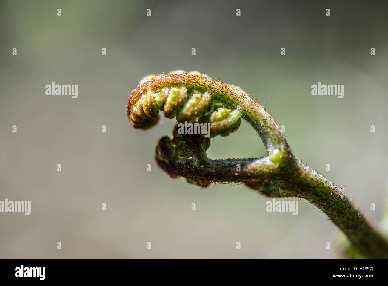 Budding tree fern hi-res stock photography and images - Alamy