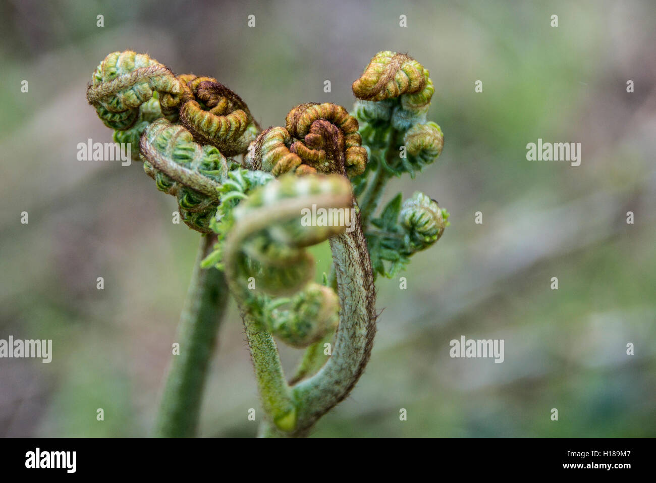 Budding tree fern hi-res stock photography and images - Alamy