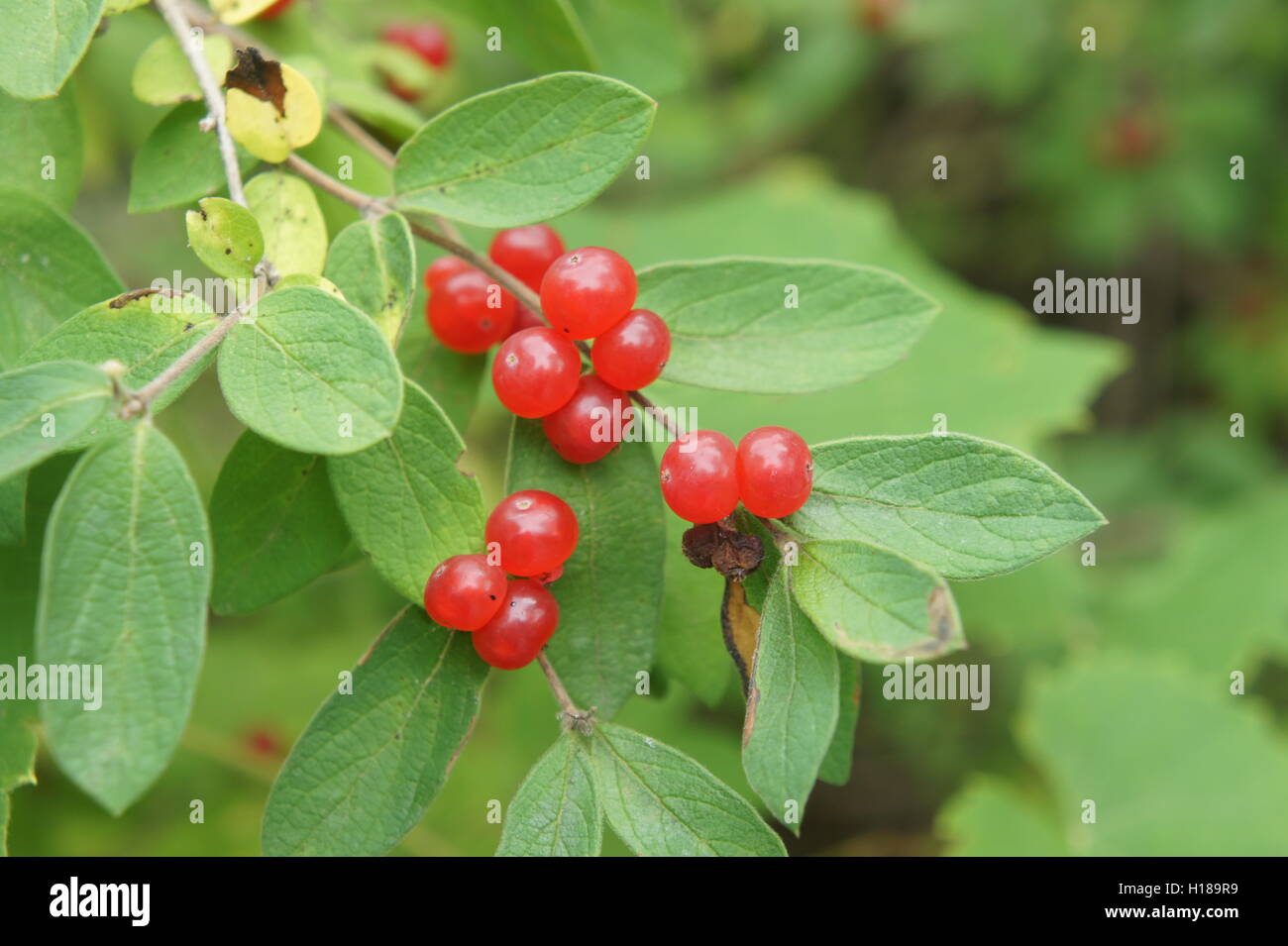 Winterberry plant hi-res stock photography and images - Alamy