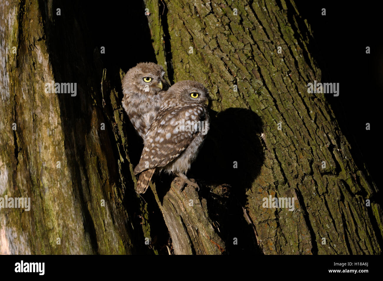 Sunbathing in the morning sun hi-res stock photography and images - Alamy