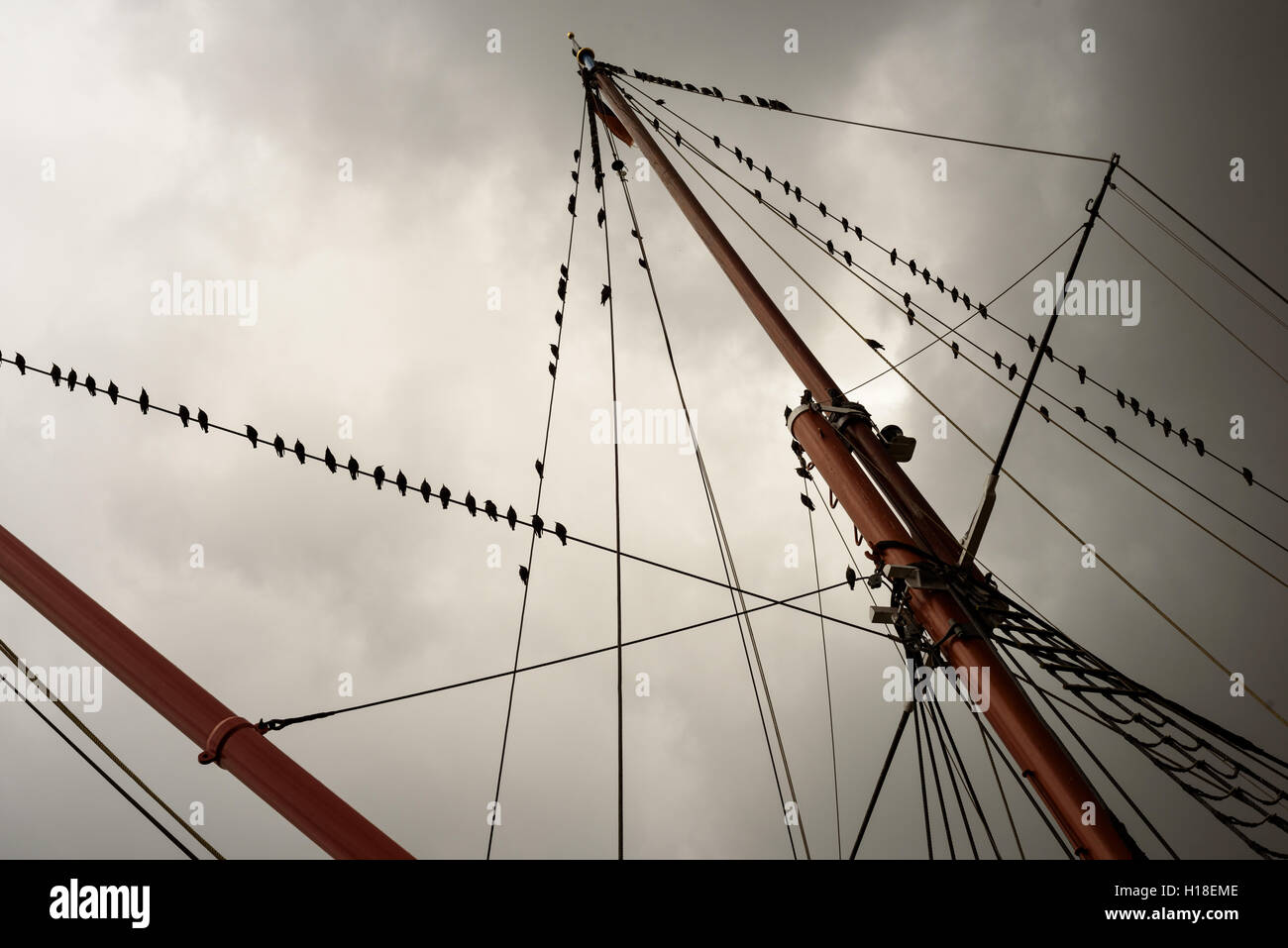 Ship rigging on a yacht with a flock of starlings sitting on the wooden ...