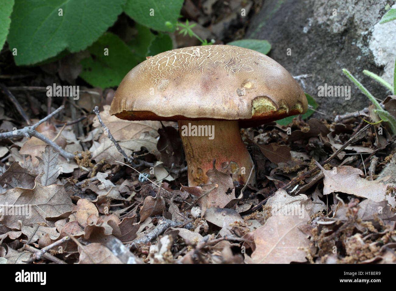 Marone forest hi-res stock photography and images - Alamy