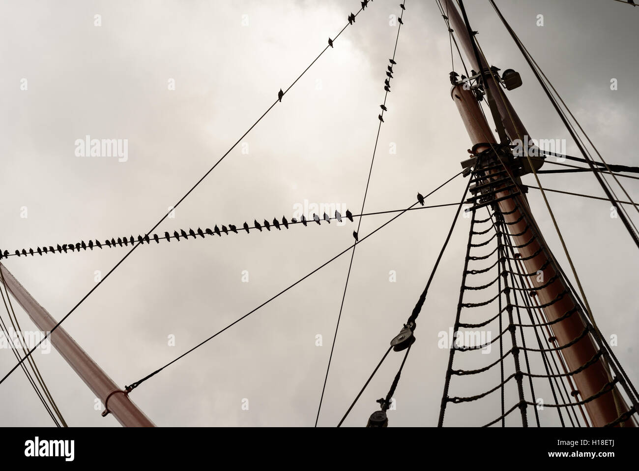 Ship rigging on a yacht with starling sitting on the wooden masts with ...