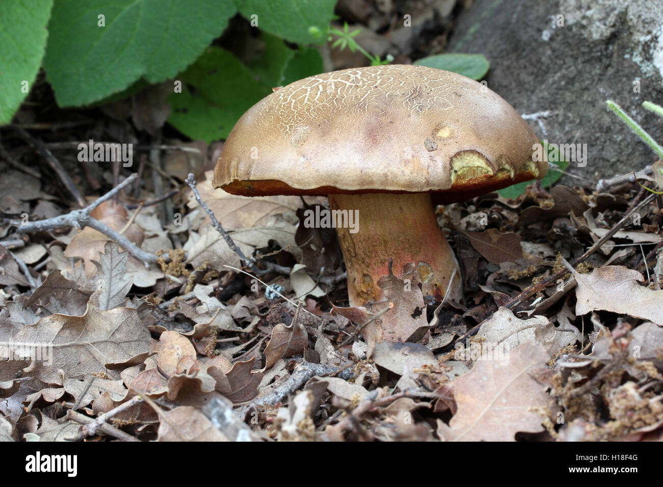Marone forest hi-res stock photography and images - Alamy