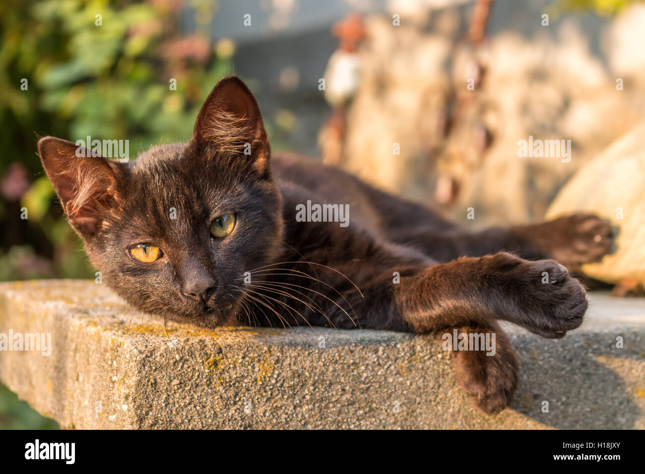 Sunshine cat hi-res stock photography and images - Alamy