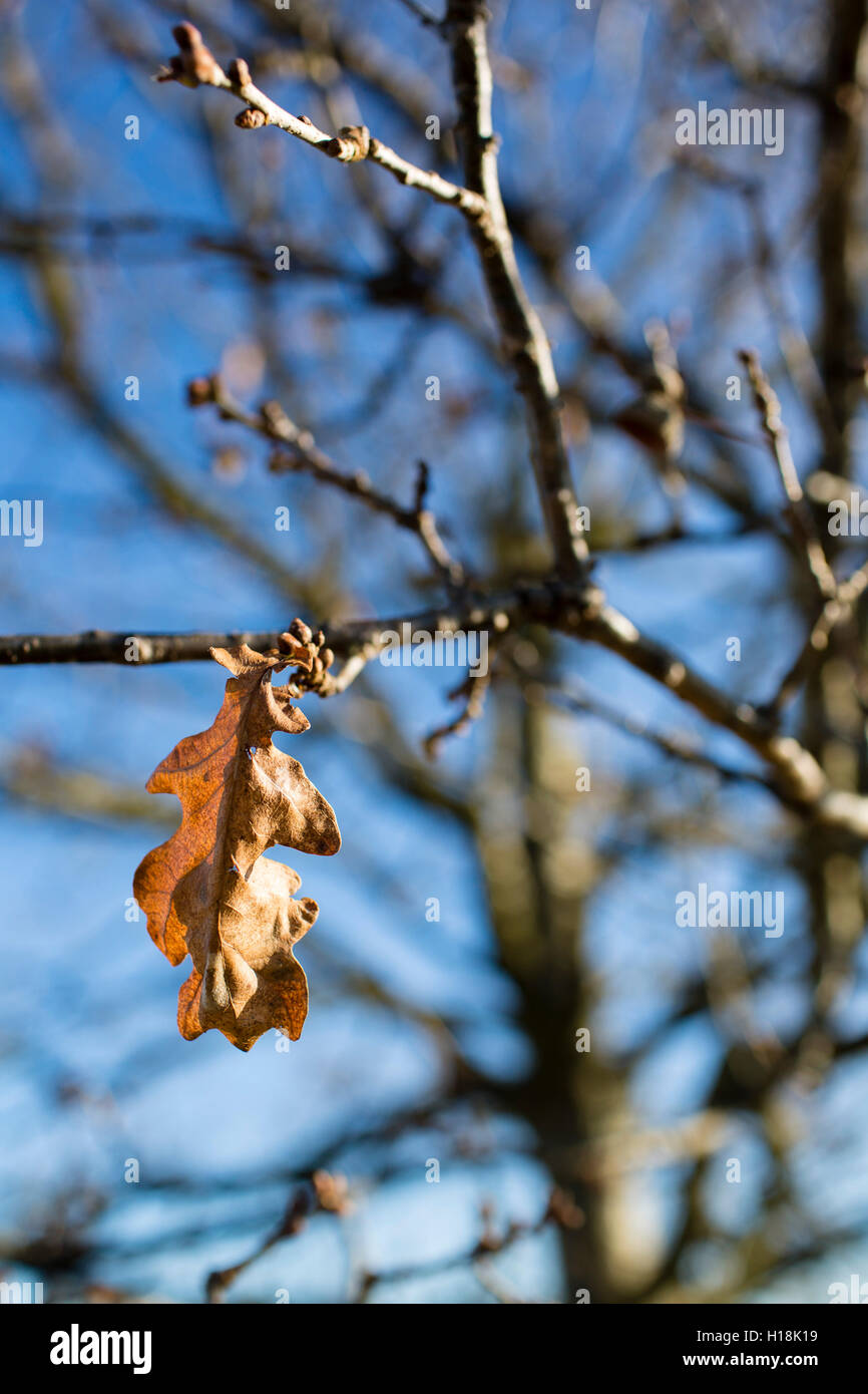 A single oak leaf left on a winter tree brown dry and curled up Stock ...