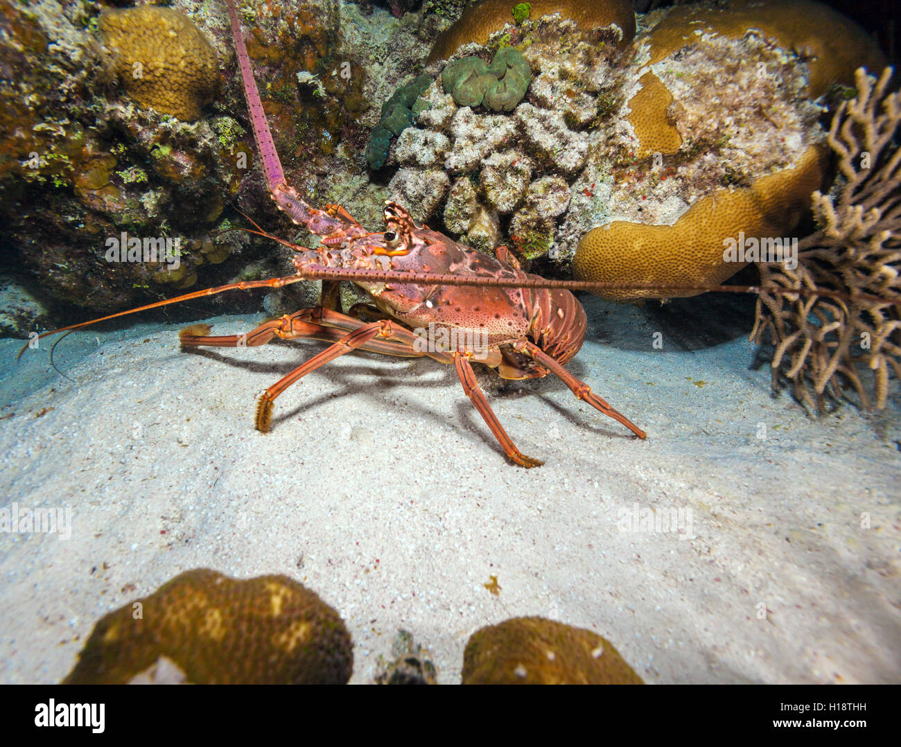 Red Lobster Underwater