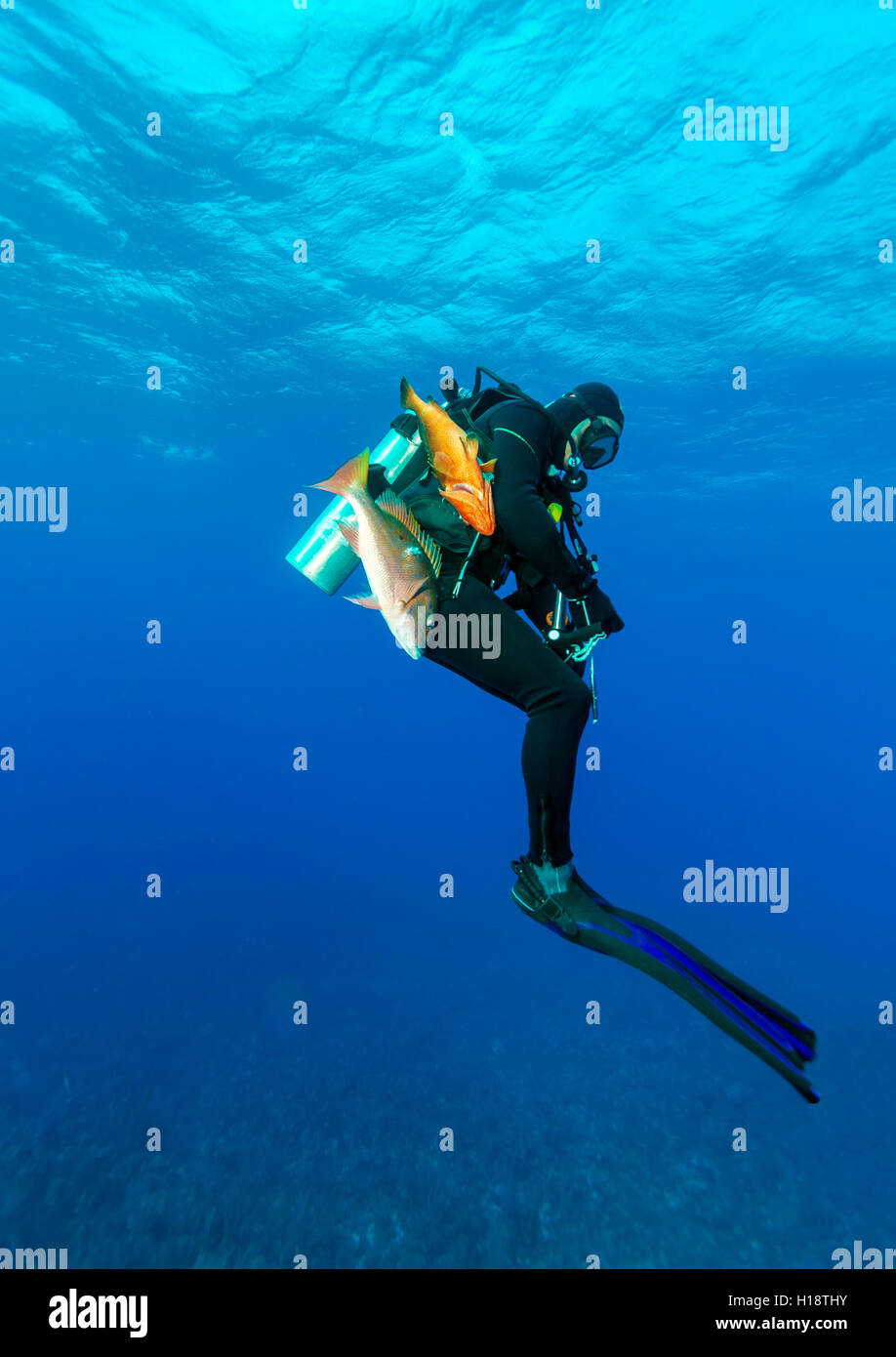 Spear fisherman speargun hi-res stock photography and images - Alamy